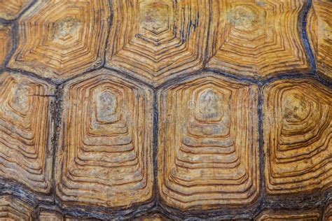 Large Turtle Shell Texture Beautiful Stock Photo Image Of Hexagon Armour 120362252