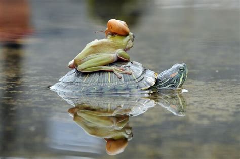 Premium Photo Frog Snail Turtle