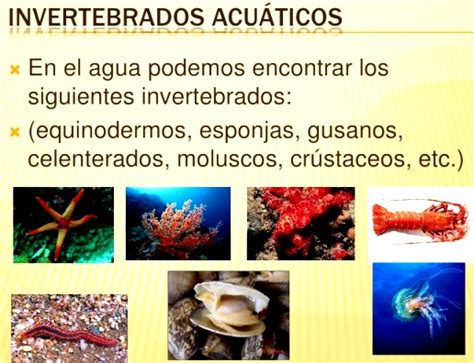 ¿cuáles Son Los Animales Invertebrados Acuáticos Reino Animal