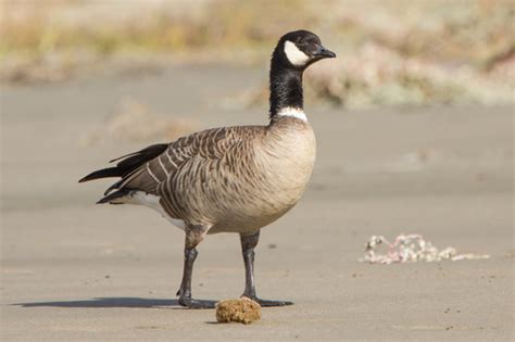 Ornithology Id Quiz 3 Flashcards Quizlet