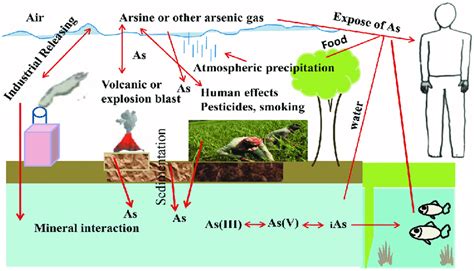 Schematic Representation Of Arsenic Distribution Cycle And Exposed In Download Scientific