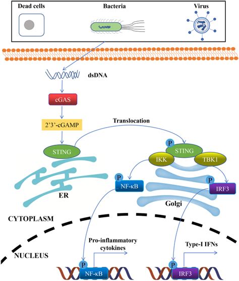 Cgas Sting 通路在皮肤疾病中的重要作用和研究进展 Inflammation X Mol