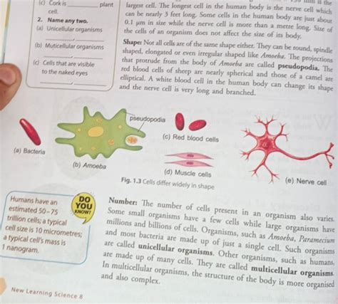 C Corkis Plant Largest Cell The Longest Cell In The Human Body Is The