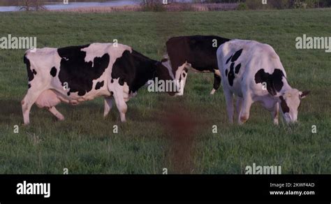 Three Dairy Cows Cattle Stock Videos And Footage Hd And 4k Video Clips Alamy