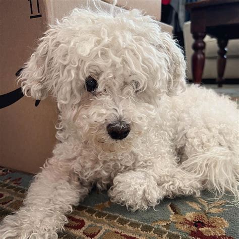Oc Stanleys Groomer Glow Up Raww