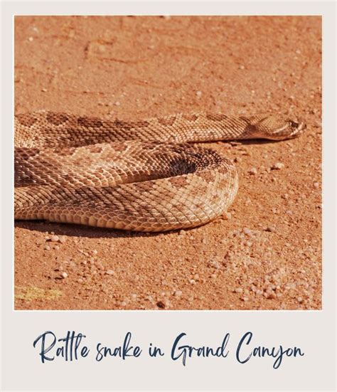 12 Fun Facts About The Grand Canyon In Arizona