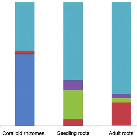 Development Stages Of Cremastra Appendiculata A Protocorm B Download Scientific Diagram