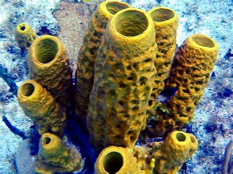 Tipos De Esponjas De Mar Esponjas Caracteres Clasificación Y Tipos