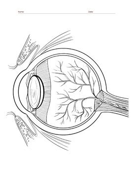 Eye Anatomy Coloring Pages [2025]