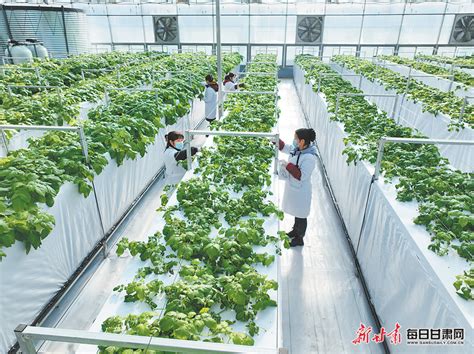 图片新闻工人在西和县现代农业示范园马铃薯脱毒种薯雾培联动温室大棚内管护薯种 发展动态 甘肃经济信息网欢迎您