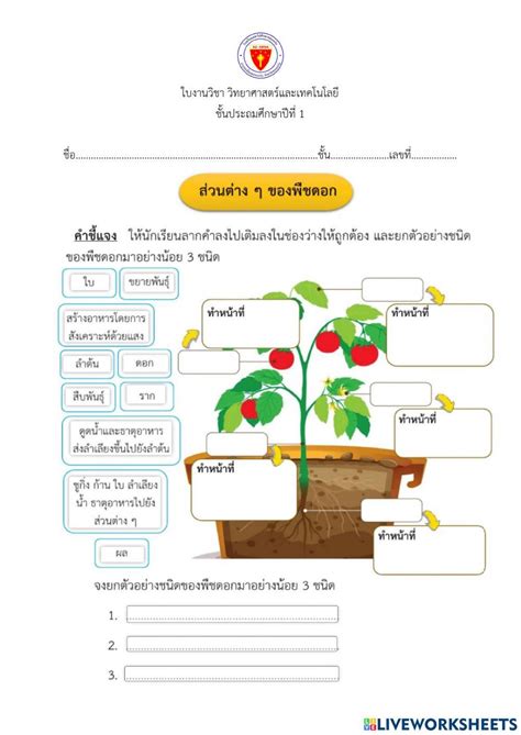 วงจรชีวิตของพืช กระดาษทำการเรียนรู้แบบมีประสิทธิภาพ