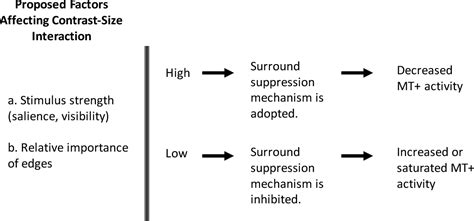 Figure 11 From Primary Visual Cortex V 1 And Middle Temporal Area