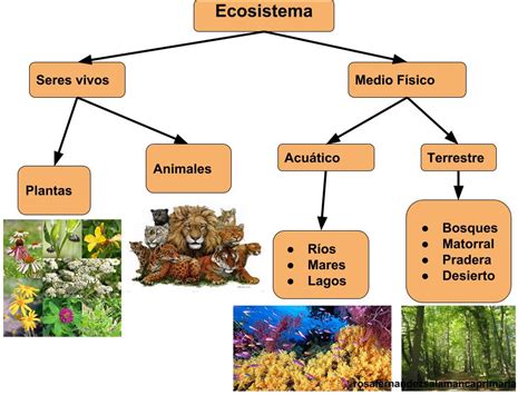 Qué Factores Conforman Un Ecosistema Colombia Verde
