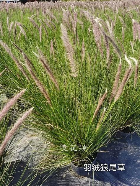 Y 羽绒狼尾草2