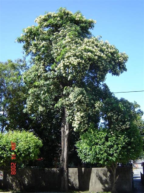 Dita Tree Plants Tree Flora