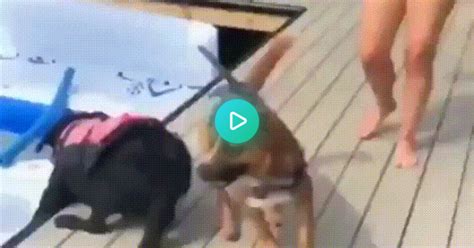 Perfectly Executed Dive  On Imgur