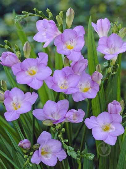 ᐉ Бульбоцибулина Tuberbulb Export B V фрезії простої синьої 5 шт • Краща ціна в Києві Україні