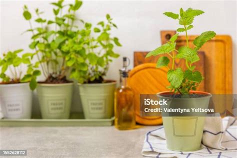 신선한 향기로운 허브가 담긴 화분 밝은 배경에 화분에서 자라는 모듬 신선한 허브 클로즈업 로즈마리 바질 민트 백리향 오레가노 냄비에 신선한 향기로운 허브를 섞었습니다 매운