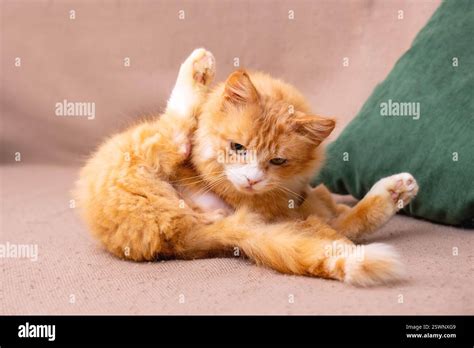 An Orange And Whitecolored Cat Is Sitting On A Couch Using Its Paws To Scratch Itself To