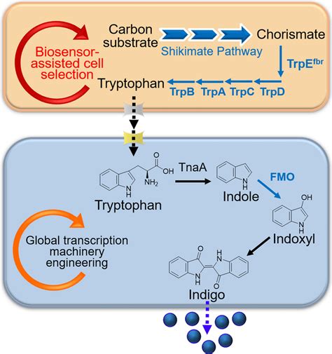 Signaling Pathway E Coli At Ali Oshanassy Blog