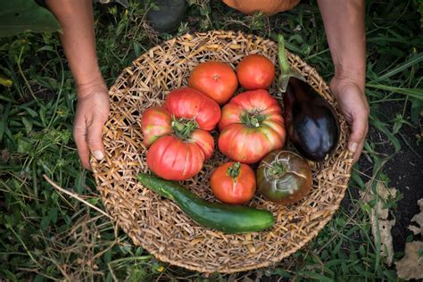 Смело На Село Съвет към всички градинари не изхвърляйте черупките на яйца След като ги