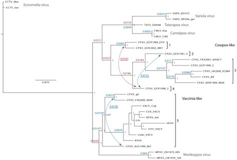 the tree search was based on a complete coding region alignment
