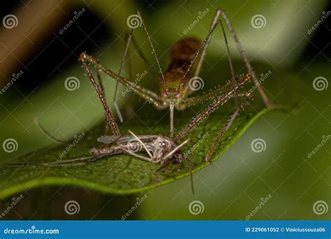 Adult Assassin Bug Stock Photo Image Of Culicomorpha