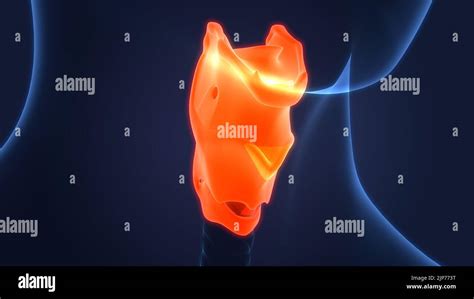 Pharynx Anatomy Function In Respiratory System