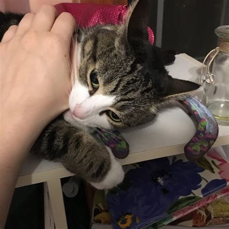 Agikgqoq2palje6c4c6hektblgfikgdmfm2mtskhnzfeggs900 C K C0x00ffffff No Rj