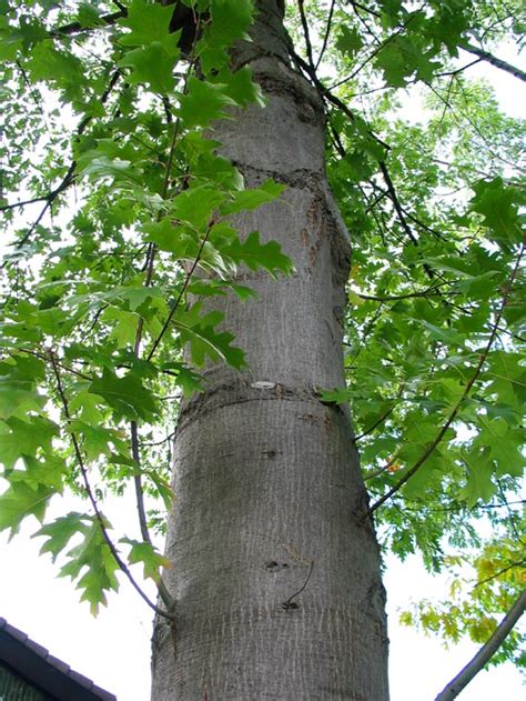 Amerikaanse Eik Quercus Rubra Red Oak Bomen Herkennen Op Bomengids