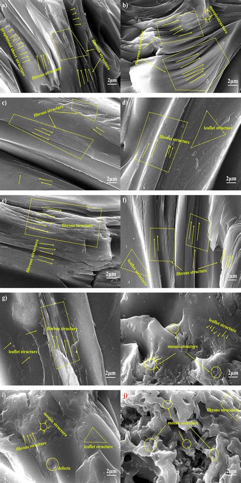 Sem Micrographs Of A Ctp C B Ctp C C Ctp C D Ctp C Download Scientific