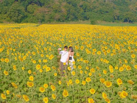 วันหยุดกับแฟน ไปถ่ายรูปทุ่งทานตะวันสวยๆที่ไร่คุณปู่ จ ลพบุรี กันค่า🌻