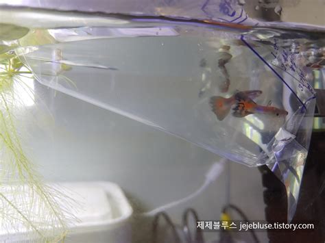 물고기 구피 온라인 택배 구매 괜찮을까요 장점과 단점에 대해 알아봐요