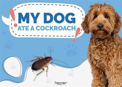 My Dog Ate A Cockroach Heres What To Do Vet Reviewed Hepper Pet