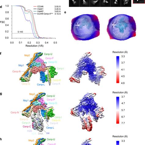 Cryo Em Density Maps Of Apo Ccan A Portion Of Cryo Em Map For The