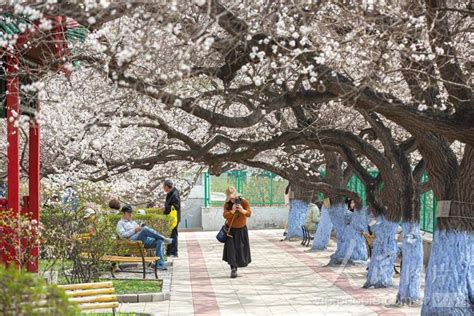 黑龙江哈尔滨：杏花开校园美 人民图片网