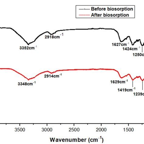 Sem Image Of Pithophora Algae Before Biosorption A And Pithophora Download Scientific Diagram