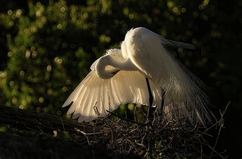 Did I Use Deoderant Photograph By Kimberly Hilsabeck Fine Art America