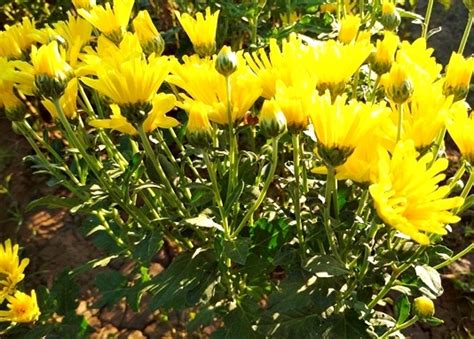 ကျောက်ဆည်မြို့နယ်တွင် ဂန္ဓမာပန်းစိုက်ပျိုးရောင်းချသူများ နေ့စဉ်ဝင်ငွေရရှိသည့်အတွက် နှစ်ပတ်လည