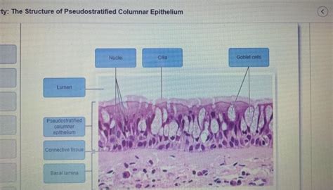 Solved Ity The Structure Of Pseudostratified Columnar