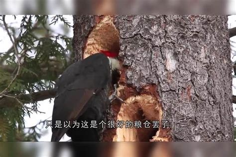为了囤积食物啄木鸟把树啄得千疮百孔是庸医还是流氓 啄木鸟 庸医 流氓