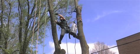 Cabling Timberwolf Tree Care Inc