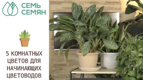 КОМНАТНЫЕ ЦВЕТЫ ДЛЯ НАЧИНАЮЩИХ ЦВЕТОВОДОВ Семь семян🌱Просто о садоводстве Дзен