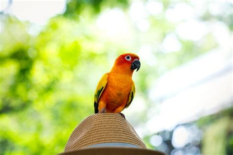 89 000 Sun Conure Pictures