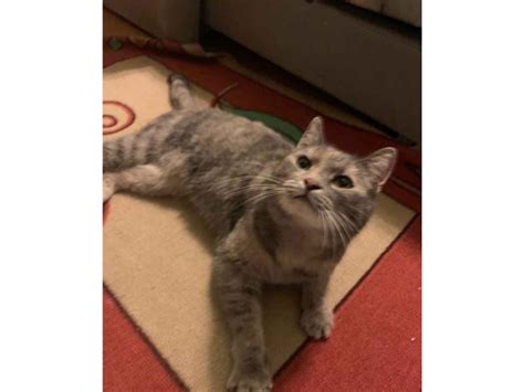 В дар кошку Кошка в добрые руки в городе Москва