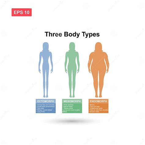 Three Body Type Female Ectomorph Mesomorph Endomorph Vector Isolated With Description Stock