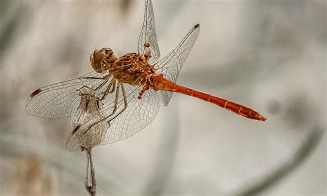 Download Dragonfly Pictures