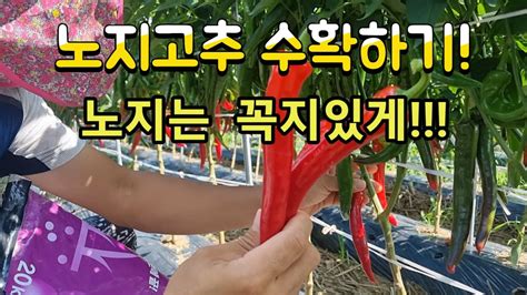 7월27일 고추밭에서~ 고추 수확하기노지고추는 꼭지가 있어야합니다 Youtube