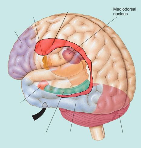 Formation Of Memory Diagram Quizlet