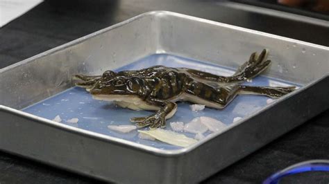Dissect A Frog Muscle Anatomy Of A Frog Dissection Hands On Lab By